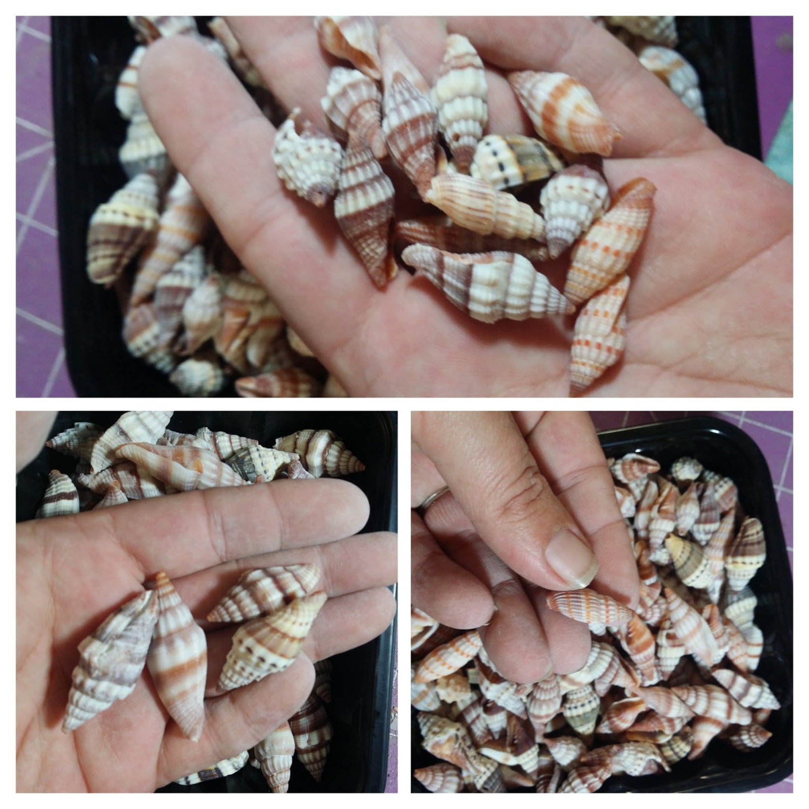 Mixed Bulk Mitra Miter Mitre Shells Pointed Spiral Topped Top - Etsy