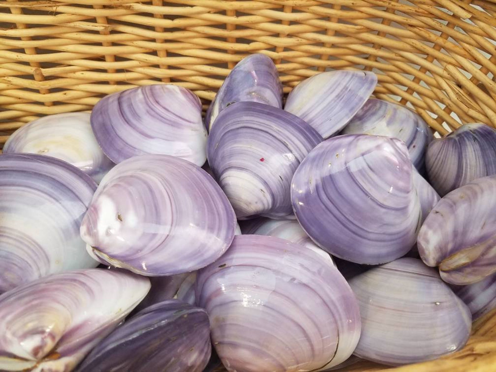 Natural Purple Clam Blush Lavender Violet Sea Shells Soft - Etsy