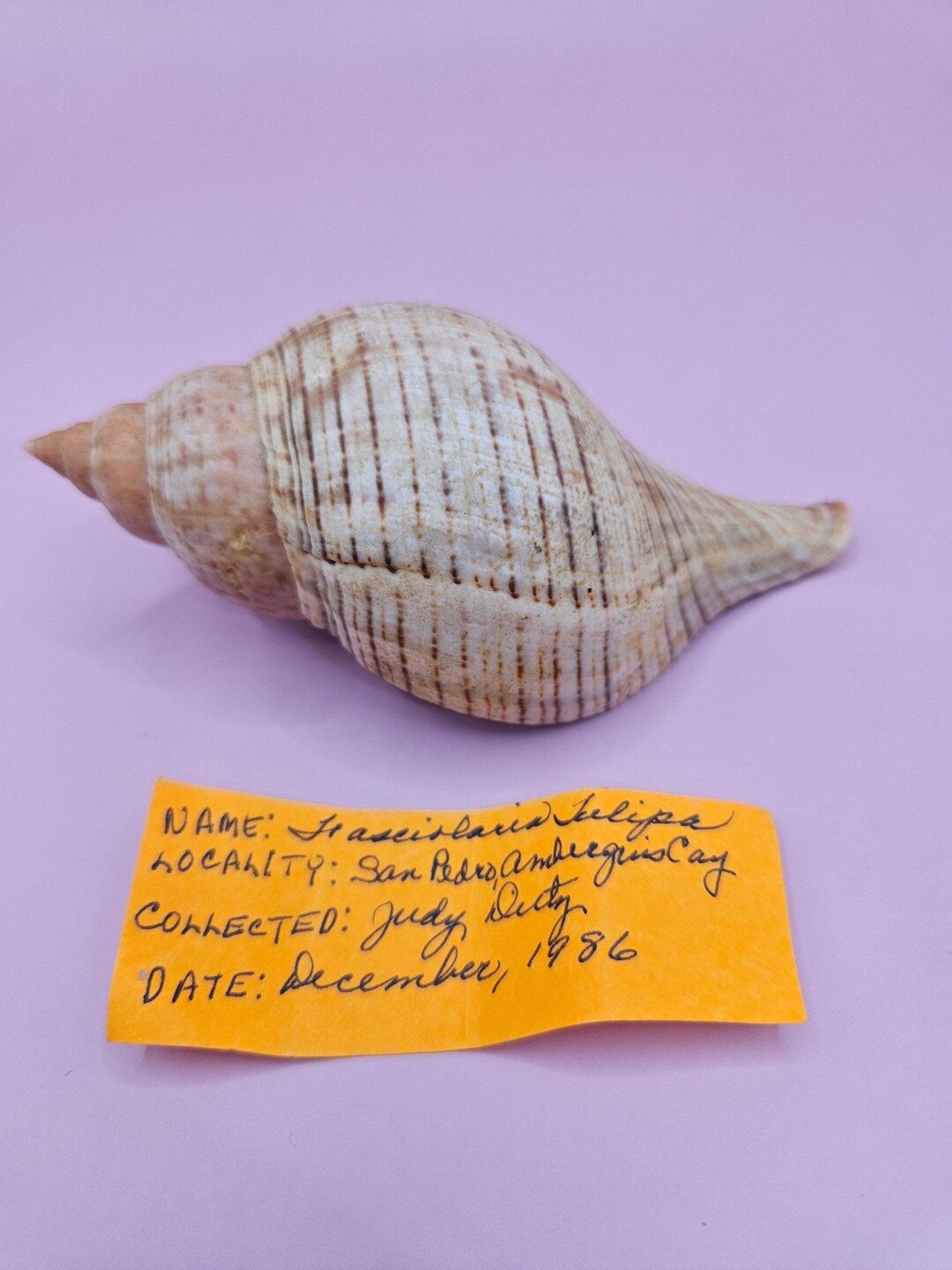 Fasciolaria Tulips Shell With Documentation – Unique Marine Specimen 4 ...
