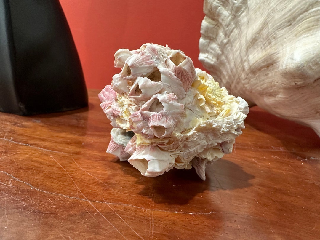 Barnacle With Yellow Jewel Box Shell-gulf of Mexico 3 - Etsy