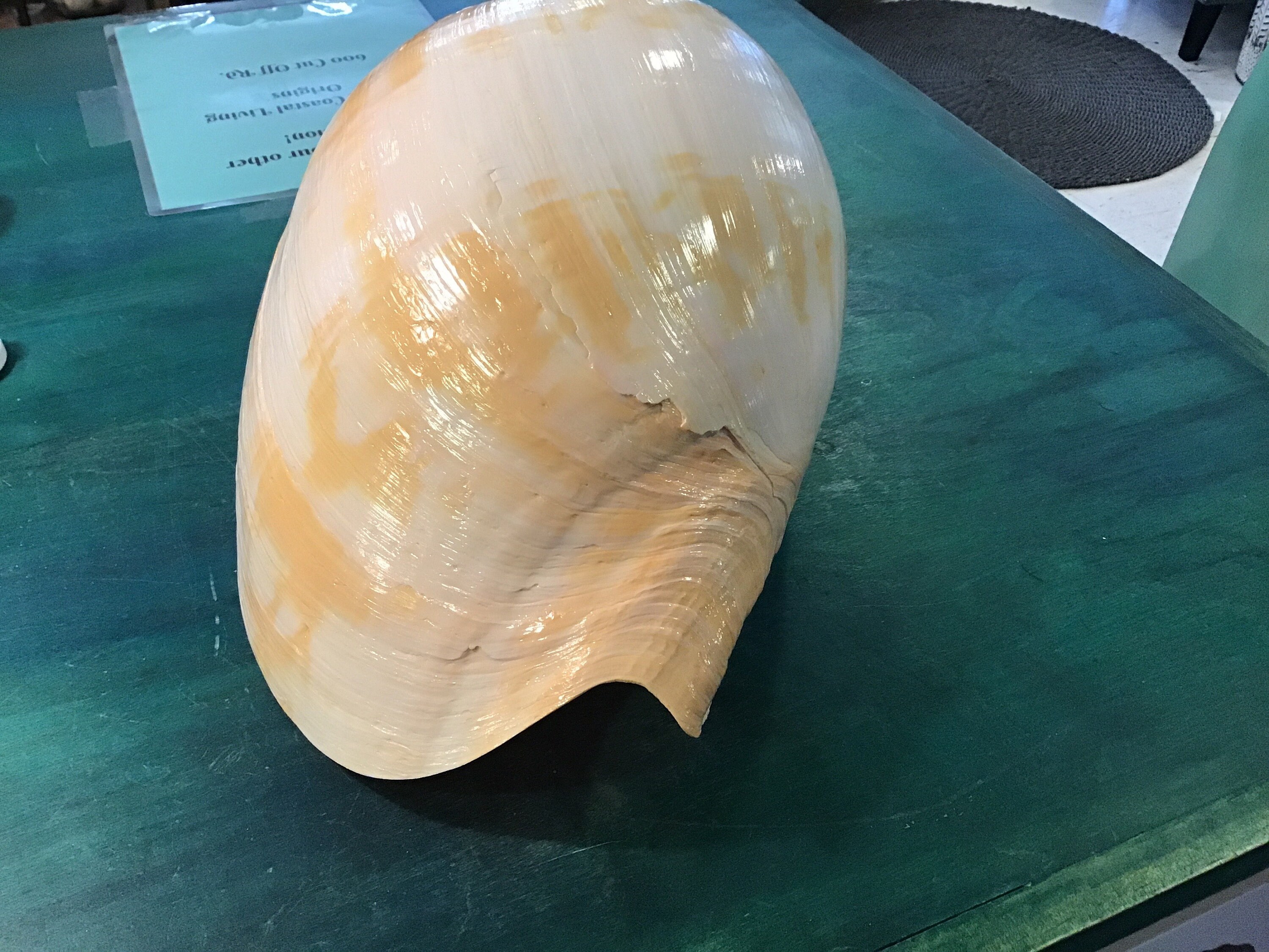 Rocks & Geodes Home & Living RARE Collectors Concave Crown Vintage ...