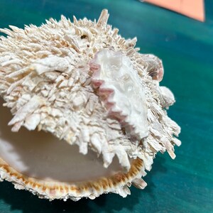 Spondylus Shell Pair Exact Shell Shown - Etsy