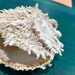 Spondylus Shell Pair Exact Shell Shown - Etsy