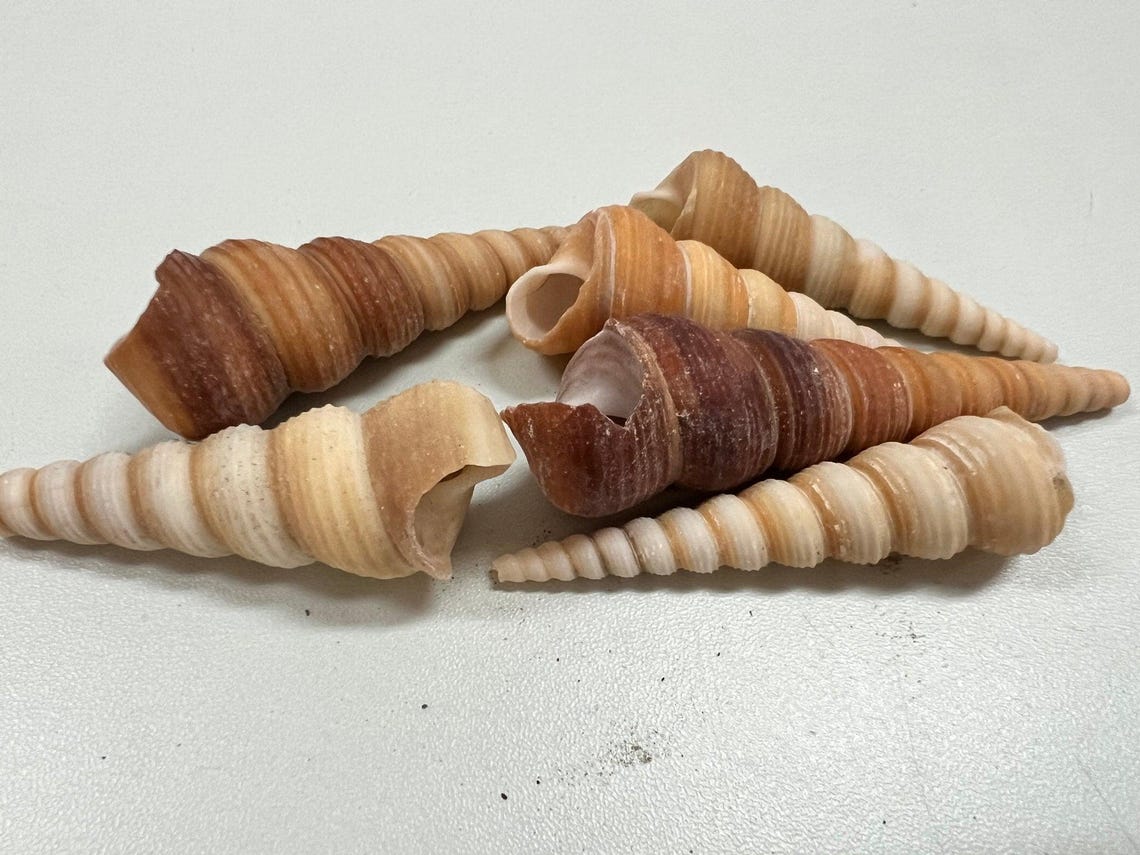 Natural Terebra Turritella Shells - Etsy