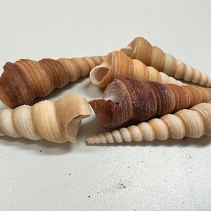 Natural Terebra Turritella Shells - Etsy