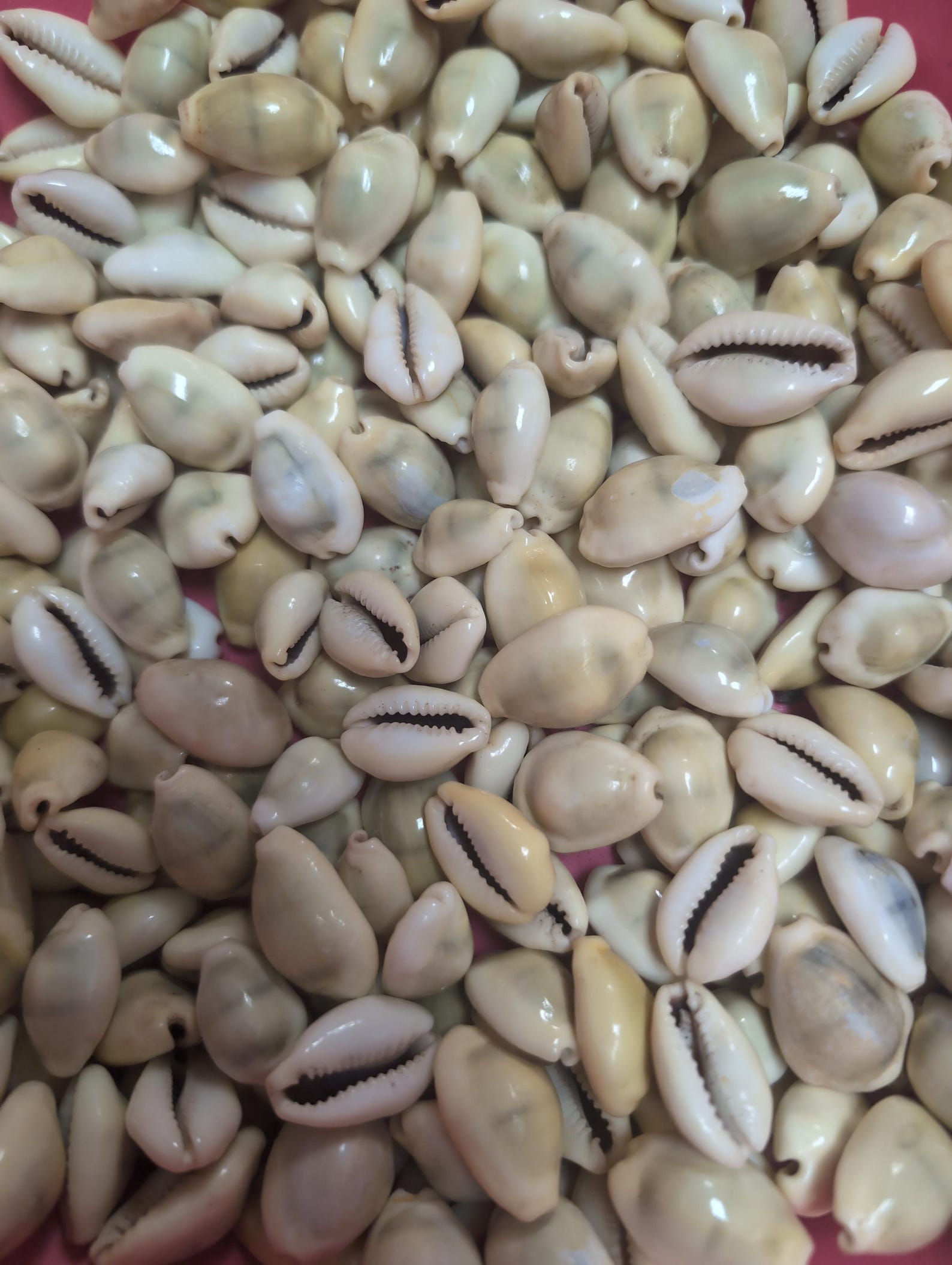Money Cowrie Shells- Monetaria Moneta - Etsy