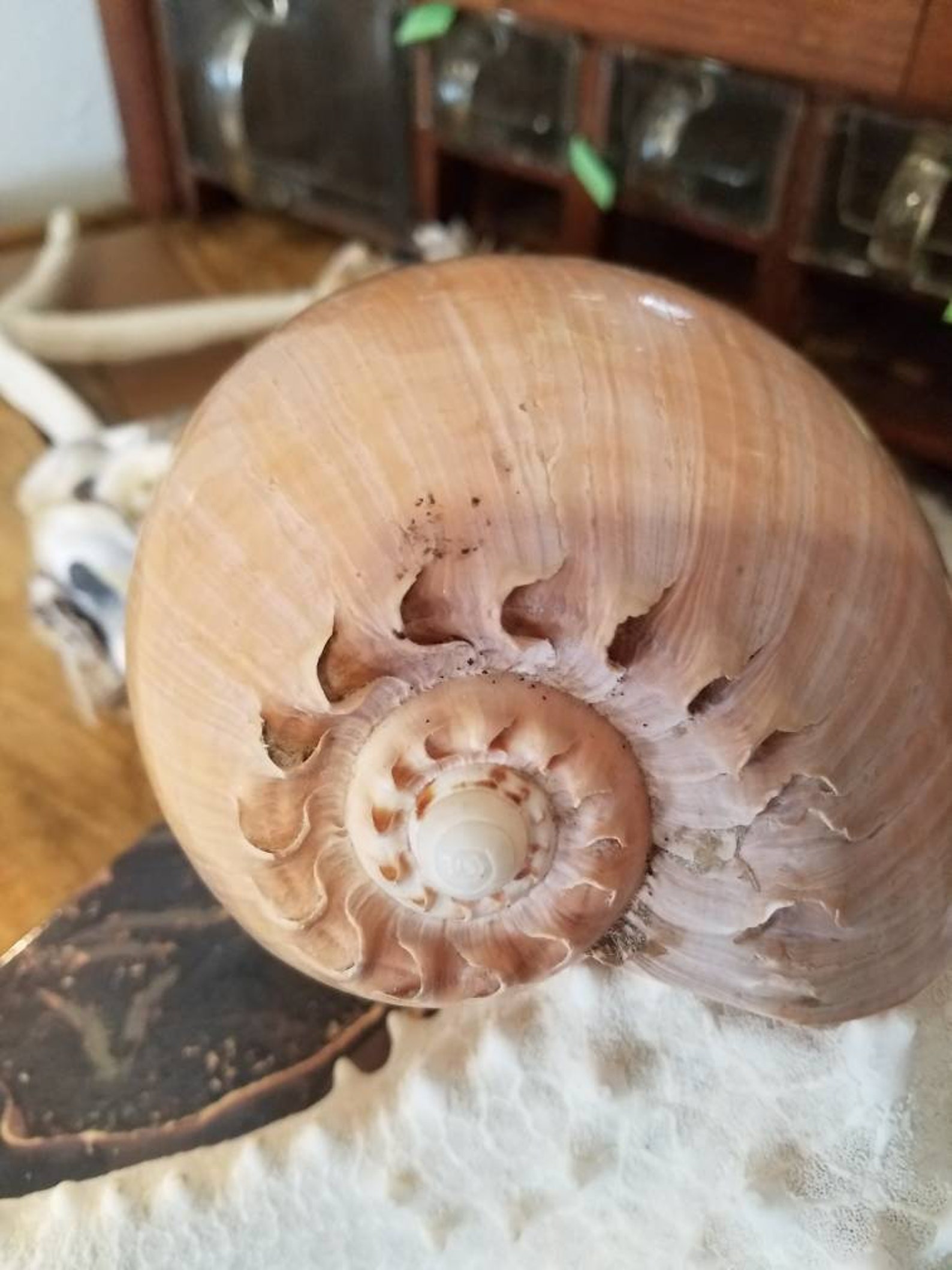 Giant Philippine Crowned Baler Melon Sea Shell Large Seashell - Etsy