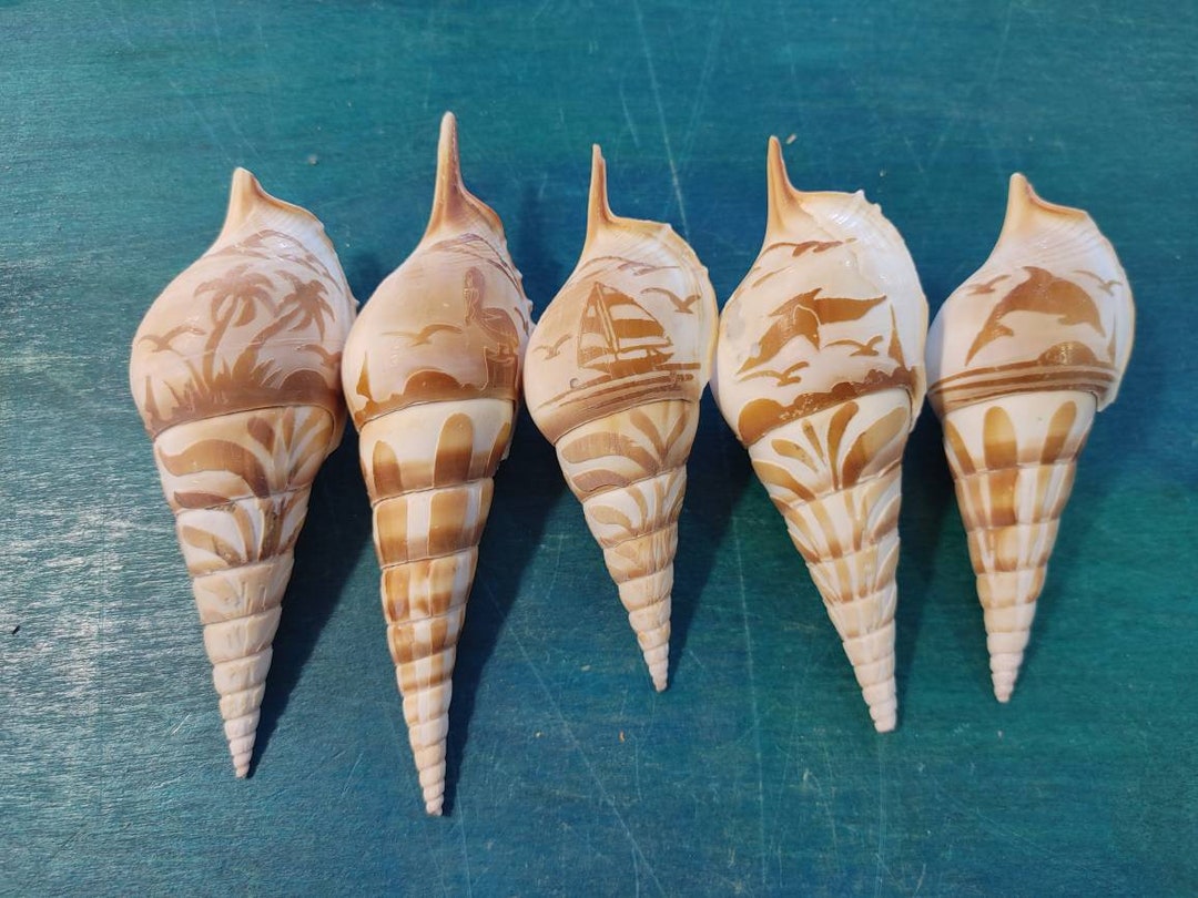 Beach Carved Tibia Shells Jewelry Shadowbox Frames Mirrors Long Pointed ...