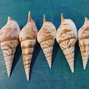 Beach Carved Tibia Shells Jewelry Shadowbox Frames Mirrors Long Pointed Project Do It Yourself ...