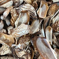 Turkey Wing Shells, Turkey Wing Ark Shell, Arca Zebra Shell ( 1.5 - 2.5 ...