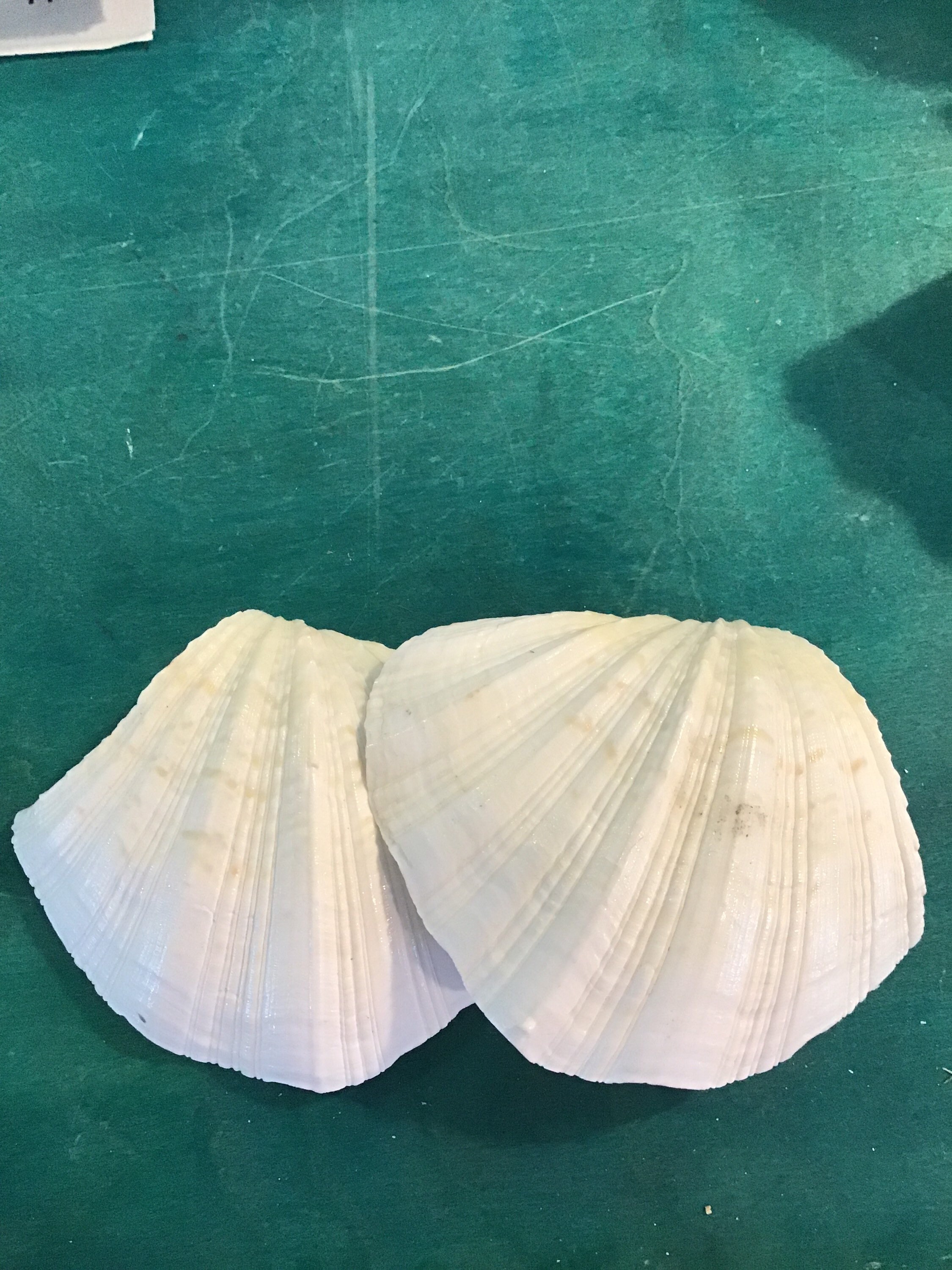 China Clam Pairs Shells Clams Seashells Set Halves Half DIY | Etsy