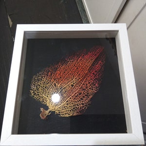 Coastal Shadow Box Sea Fan Coral Beach Shells Framed Beach Red Orange ...