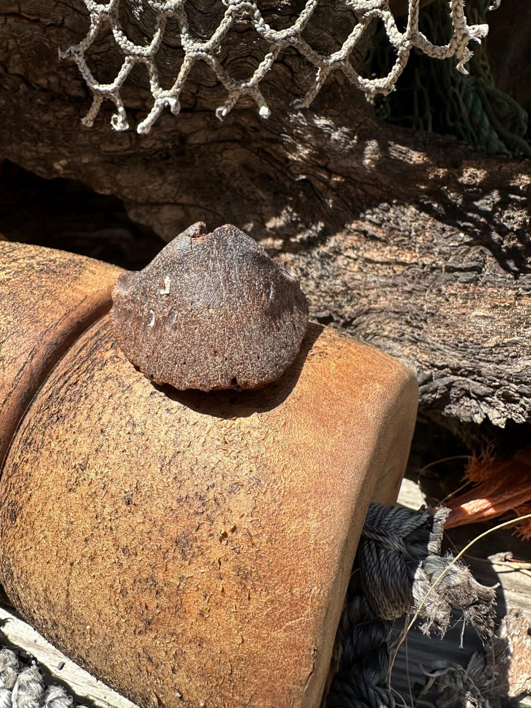 Fossilized Horse or Bison Hoof Core, Port Aransas, TX - Etsy