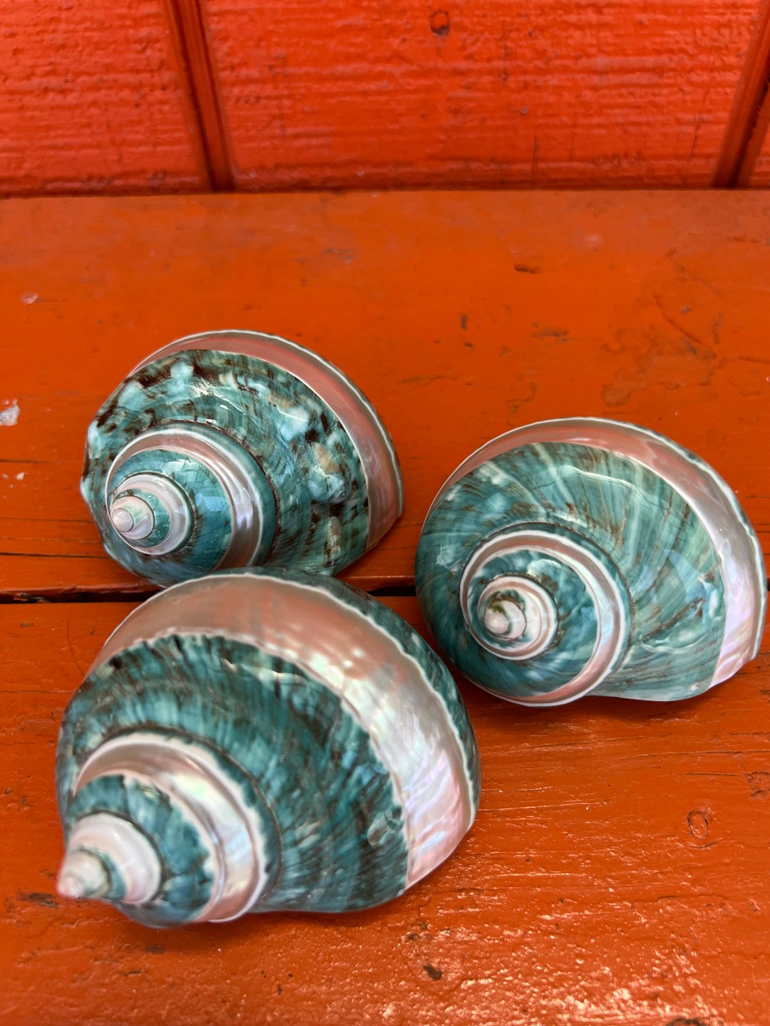 Large Banded Jade & Pearl Turbo Shell 2 Sizes - Etsy