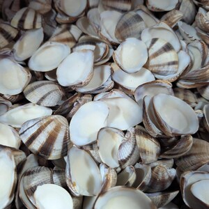 Venus Striped Clam Shells - Chamelea Gallina - Etsy