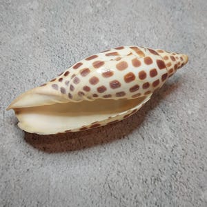 Vintage Scaphella Junonia Shell-4"x1.6" - Etsy