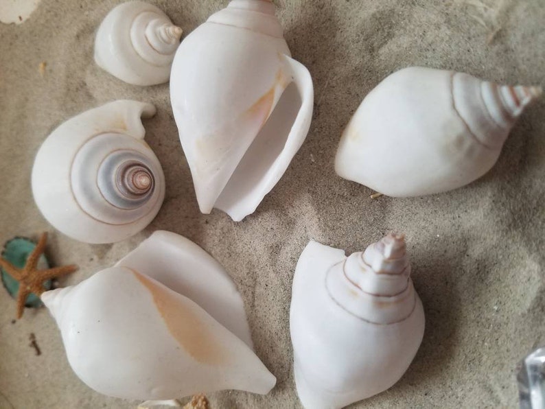 Canarium Strombus Dog Conch Canary Shell Tan White Spiral Arts - Etsy