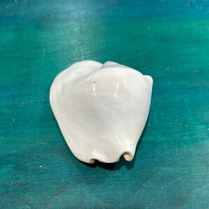 Strombus Latissimus Aka Milk Conch Shell, White - Etsy