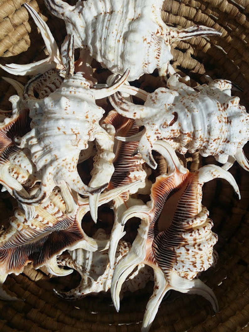 Rugosa Spider Conch Sea Shell Arthritic Spiny Seashells - Etsy
