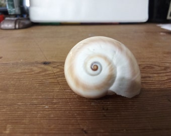 Whale Shark Eye - Etsy