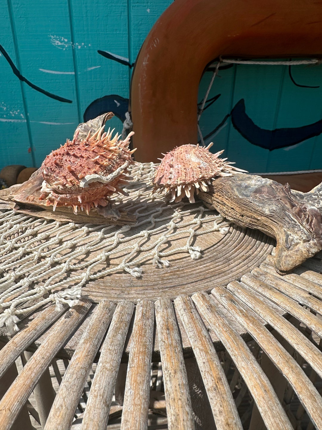 Hammer Wing Oyster Spondylus Clam - Etsy