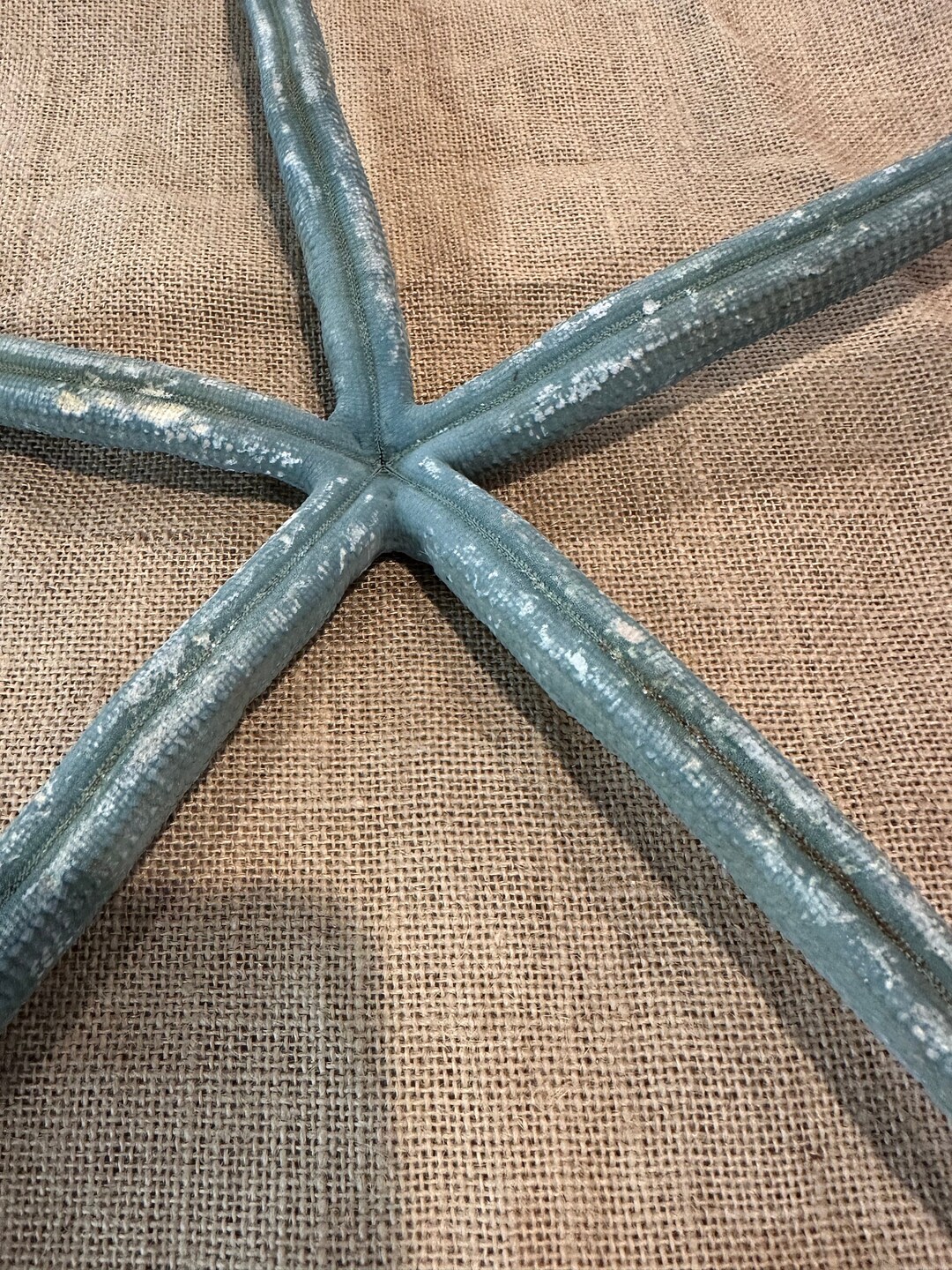 Pale Gray Giant Linkia Starfish 18 - Etsy