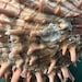 Vintage Spondylus Spiny Oyster Clam 4.5 Seashell Shell - Etsy