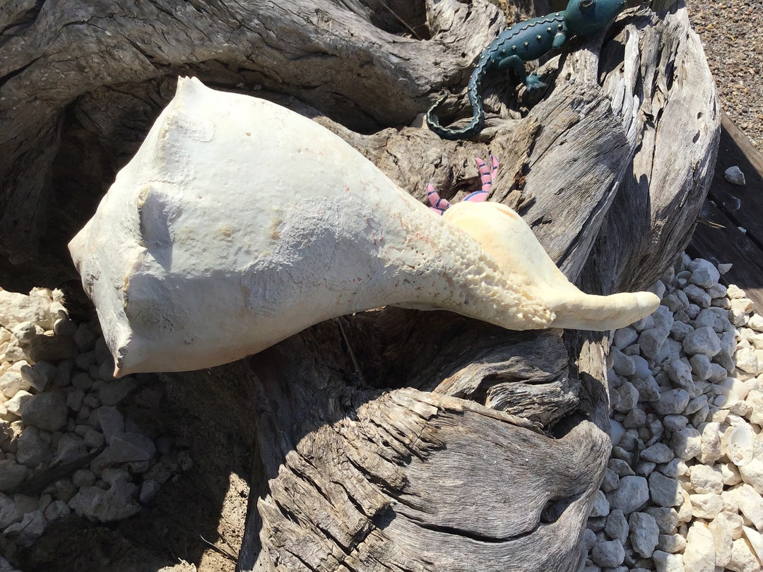 Growth Abnormality 13 Lightning Whelk Freak Mutant Freak Seashell Texas ...