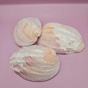 Natural Pink Clam Shell Coastal Decor, Beach-themed Display Piece - Etsy