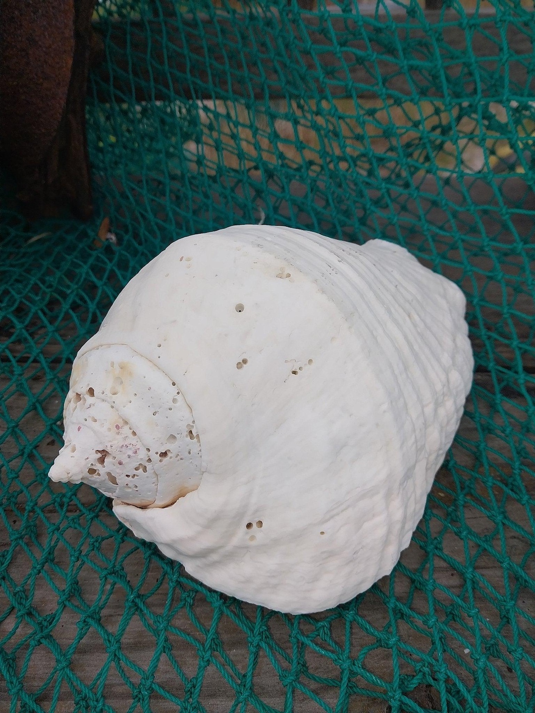 Titanostrombus Galeatus Eastern Pacific Giant Conch Shell - Etsy