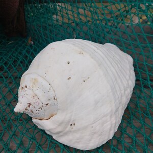 Titanostrombus Galeatus Eastern Pacific Giant Conch Shell - Etsy
