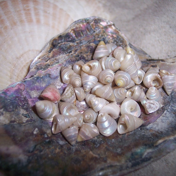 Trochus Shell - Etsy