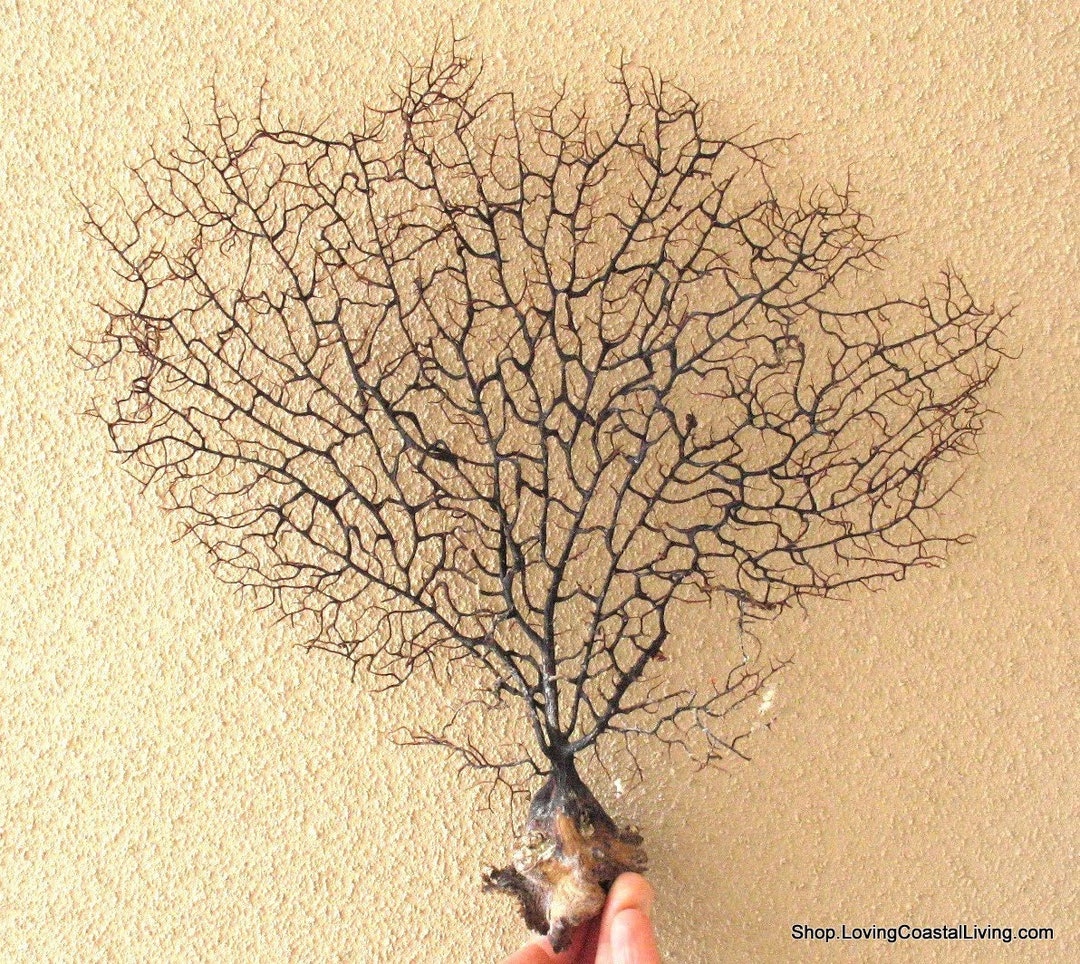 Natural Dried Black Sea Fan Coral Choice of Color Multiple Sizes Sm Med ...