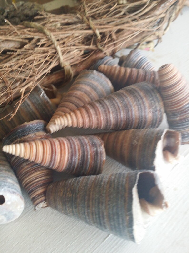 Brown Spiral Top Telescopic Cone Seashells Shells DIY Coastal - Etsy