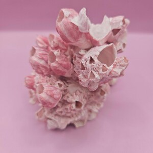 Barnacle With Yellow Jewel Box Shell – Gulf of Mexico (4.6"x3") - Etsy