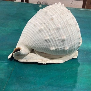 Queen Emporer Helmet Shell 10 Cassis Madagascariensis Seashell - Etsy