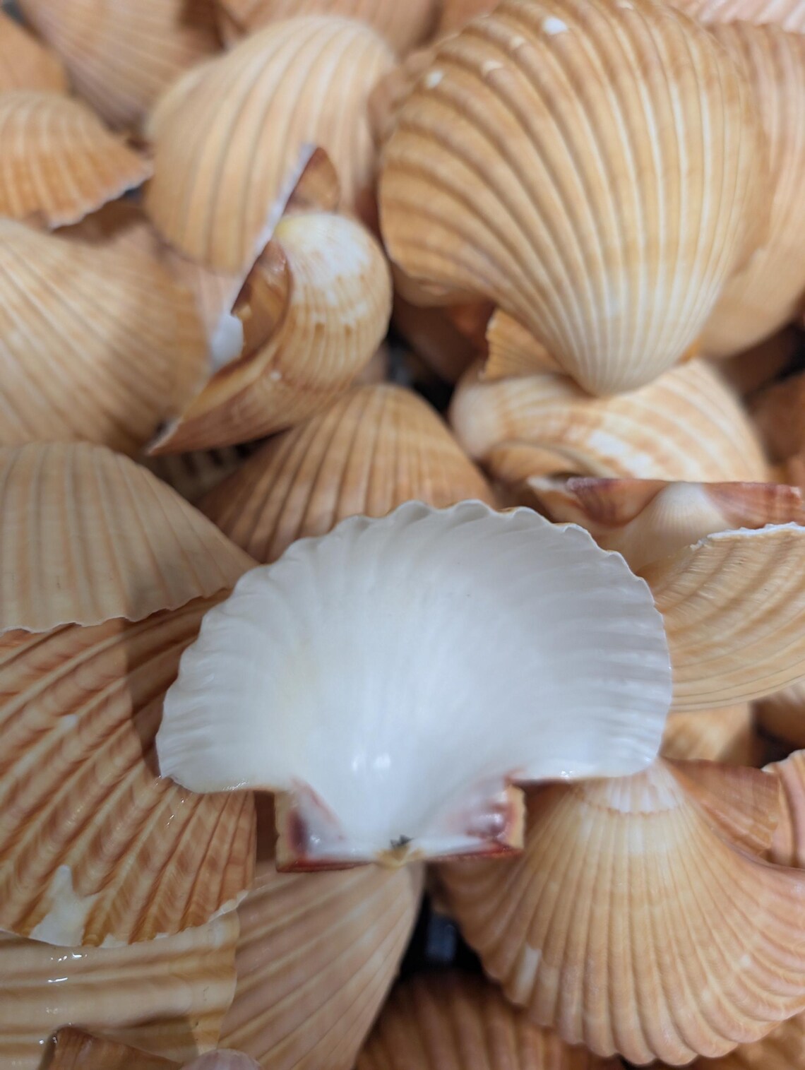 Edged Mexican Deep Cup Scallop Shells - Etsy