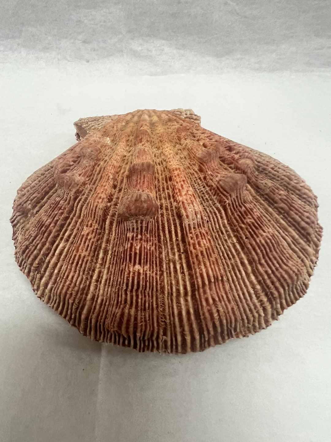 Natural Lion Paw Scallop PAIR Shell Unique Seashell Coastal Rust Tone ...