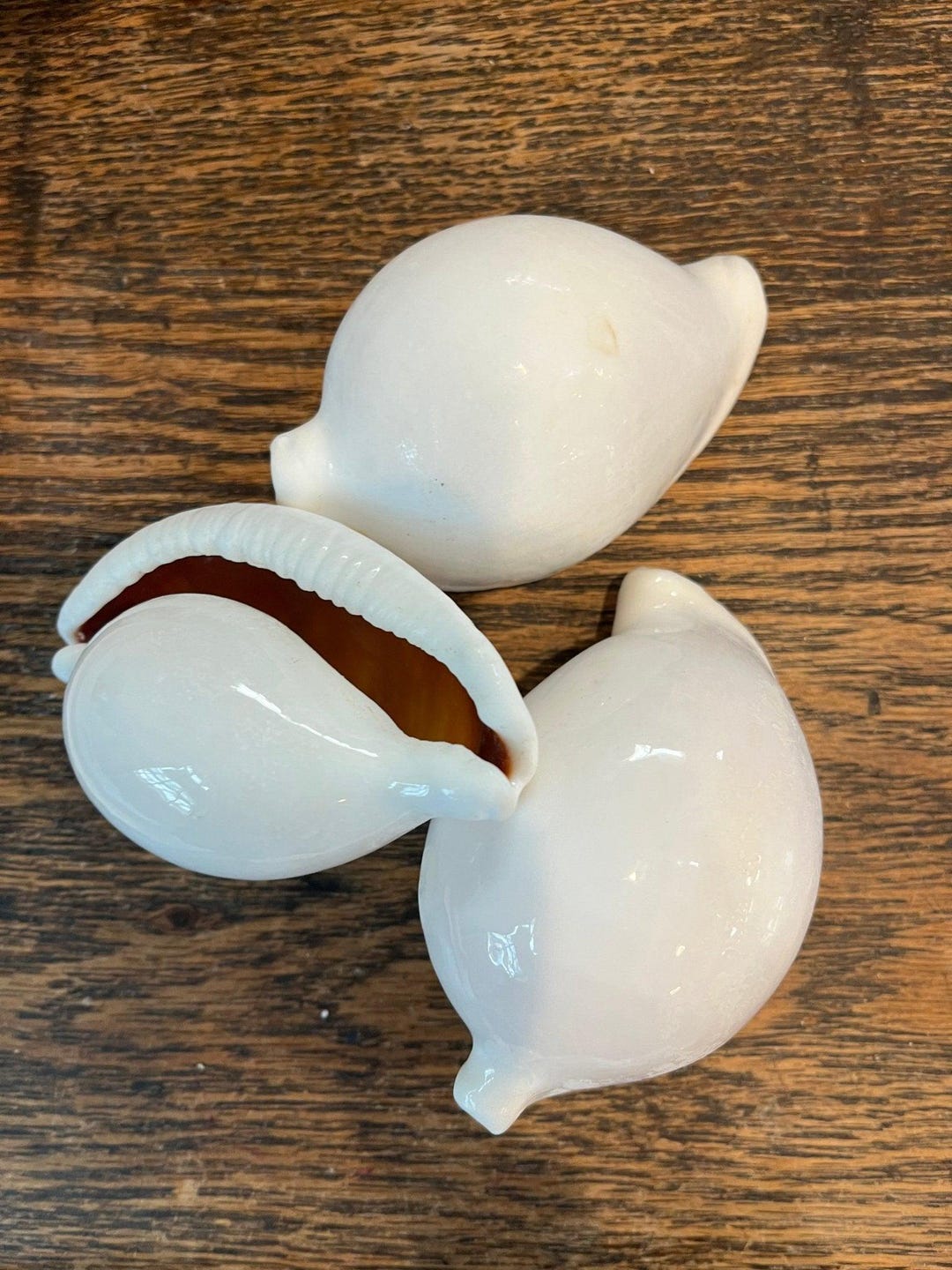 Small White Egg Cowry Cowrie Shell - Etsy