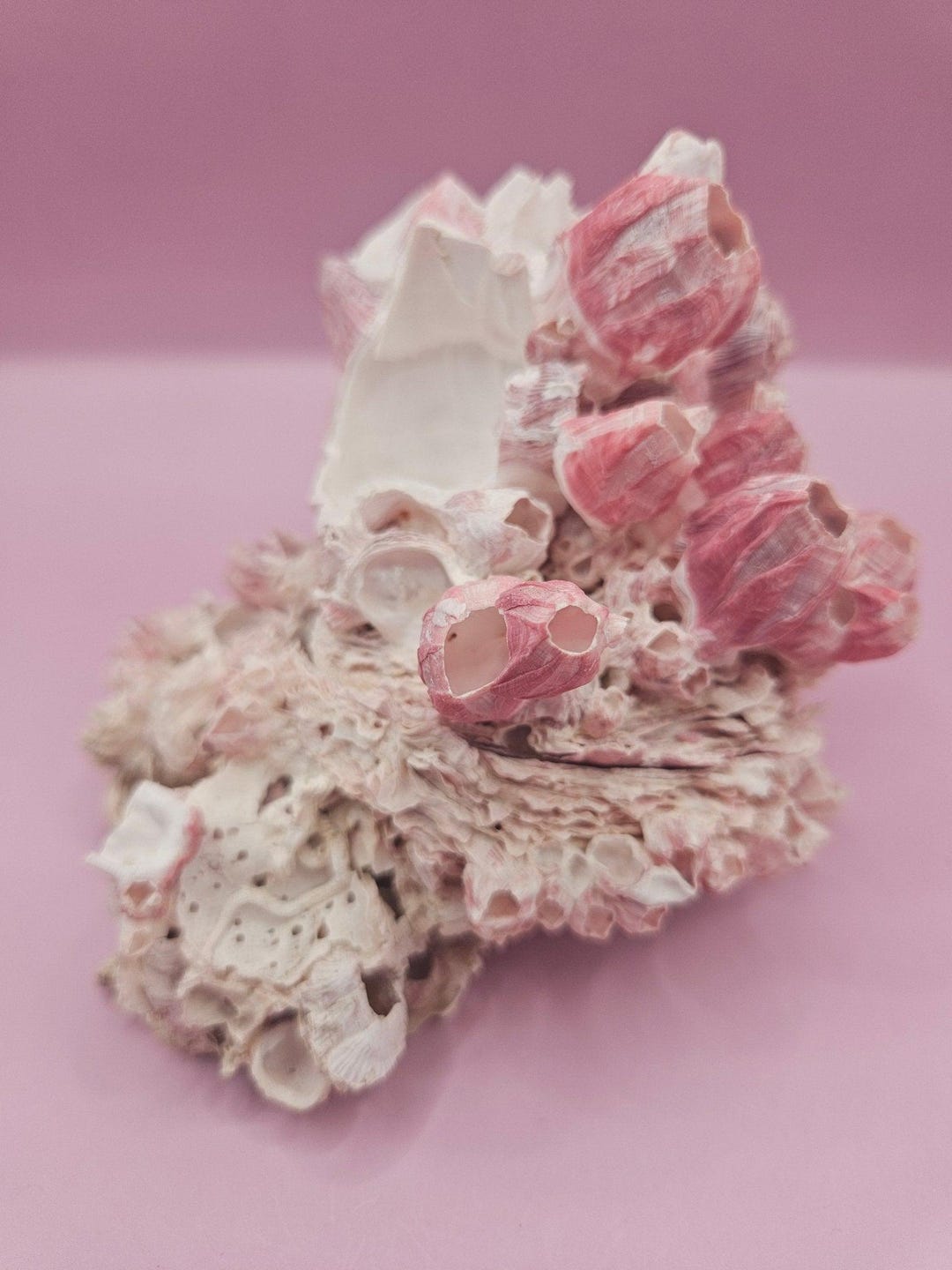 Barnacle With Yellow Jewel Box Shell – Gulf of Mexico (4.6"x3") - Etsy