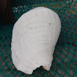 Titanostrombus Galeatus Eastern Pacific Giant Conch Shell - Etsy