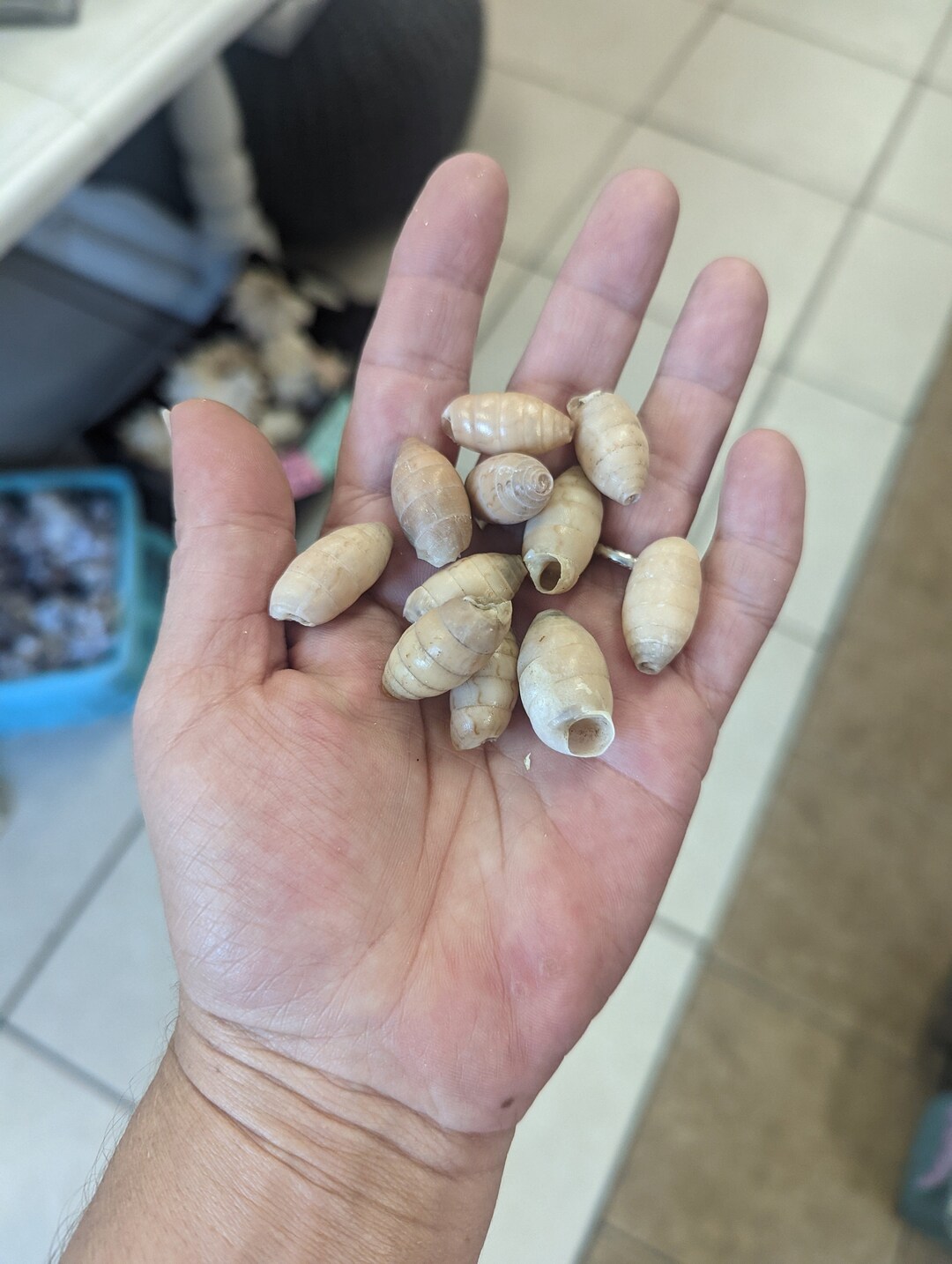 Napaeus Interpunctatus Shells Peanut Snails - Etsy