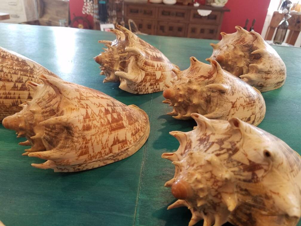 Imperial Volute Conch Shell Horn Spikes Unique Large Display - Etsy