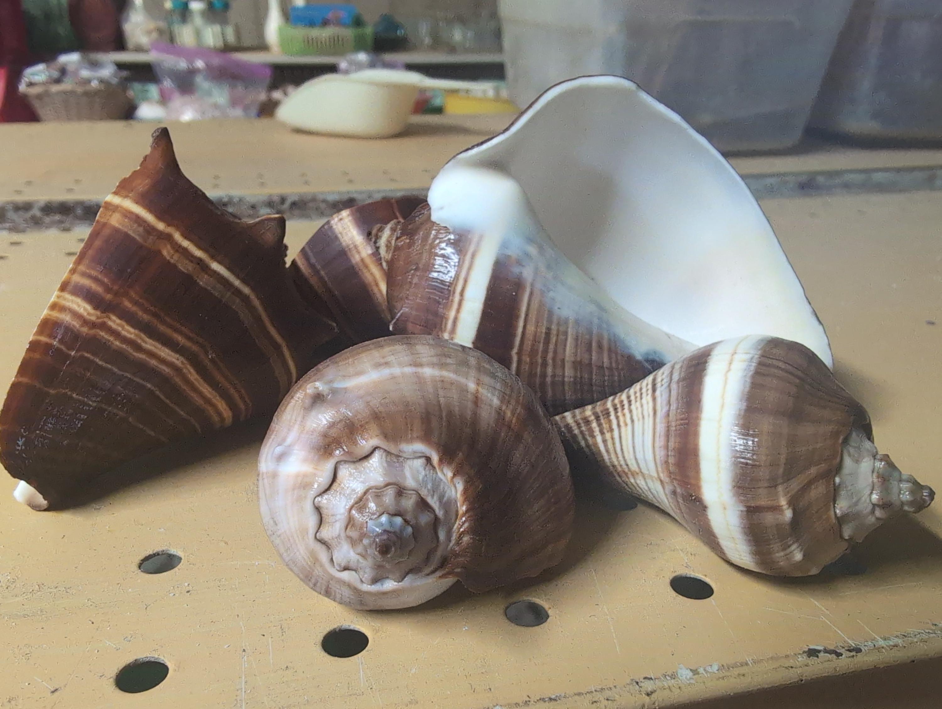 Fiber Pacific Crown Conch Shell - Melongena Patula (edged Lip) - Etsy