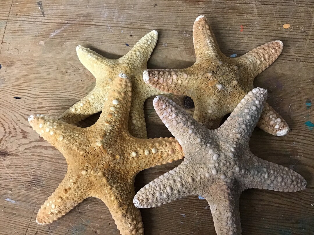 Natural Starfish Pentaceraster Regulus 3-4" Wedding Coastal Home Decor ...