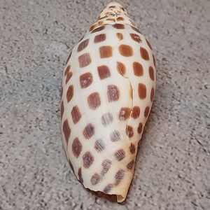Vintage Scaphella Junonia Shell-3"x1.2" - Etsy