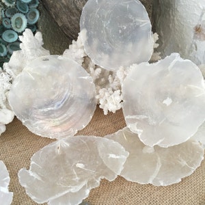 Raw Edge Capiz Shell Rounds Window Pane Flat Oyster Shells Coastal Home ...