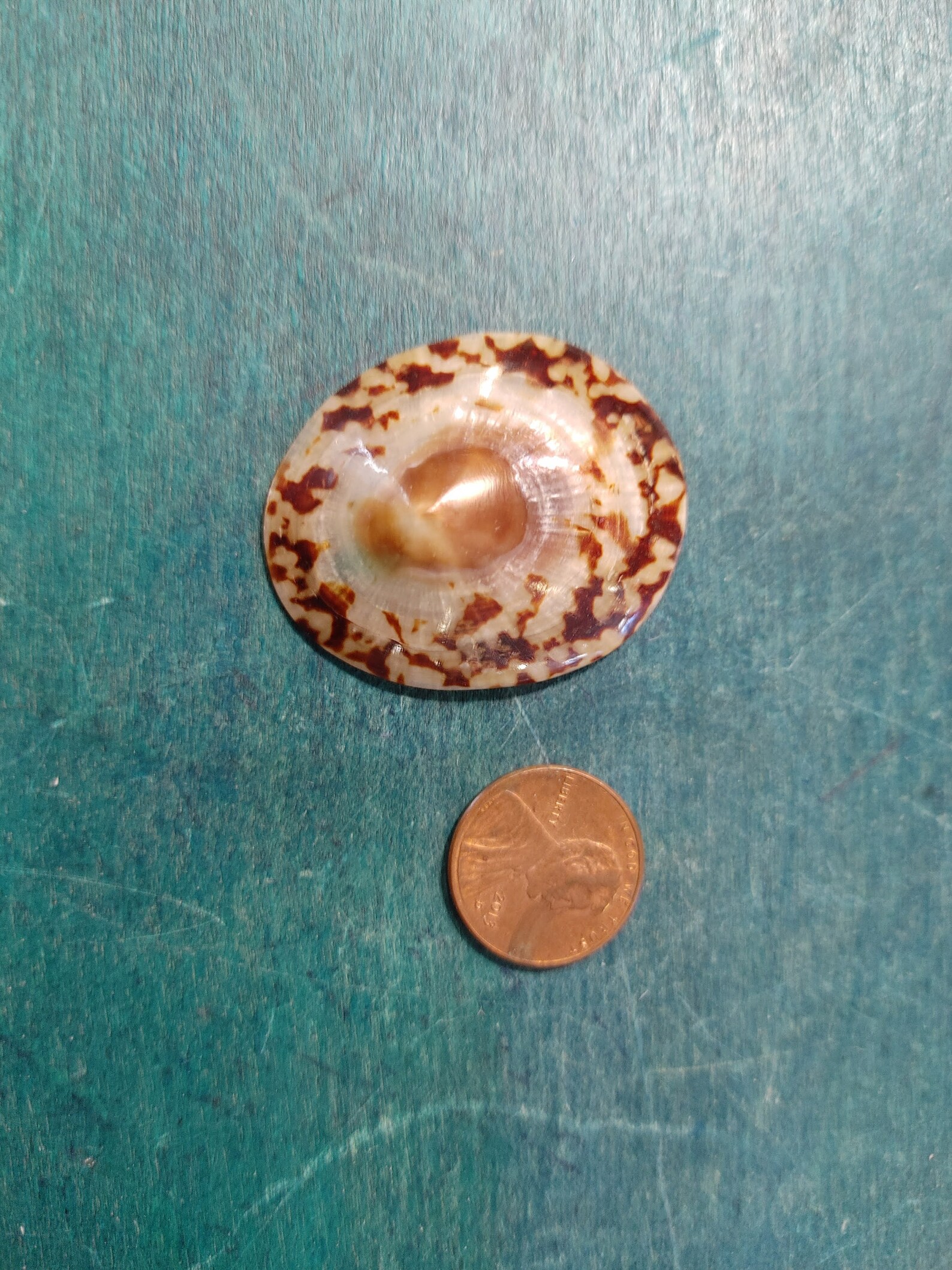 Polished Owl Limpet Shells Seashells Approx 2" Ivory Brown Natural ...