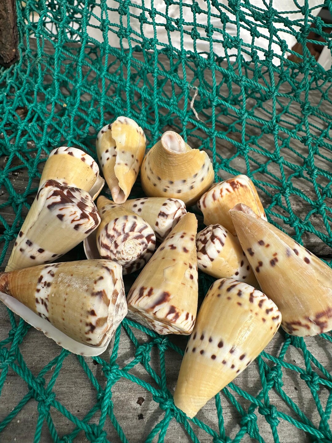 Weasel Cone Shell- Conus Mustelinus - Etsy