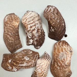 Brown Turkey Wing Seashells Ark Shells Arca Zebra Coastal Decor Beach ...